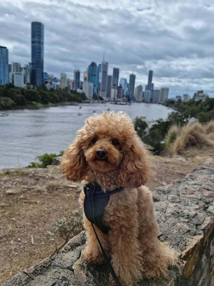 Bowie in Brisbane - Coogee News