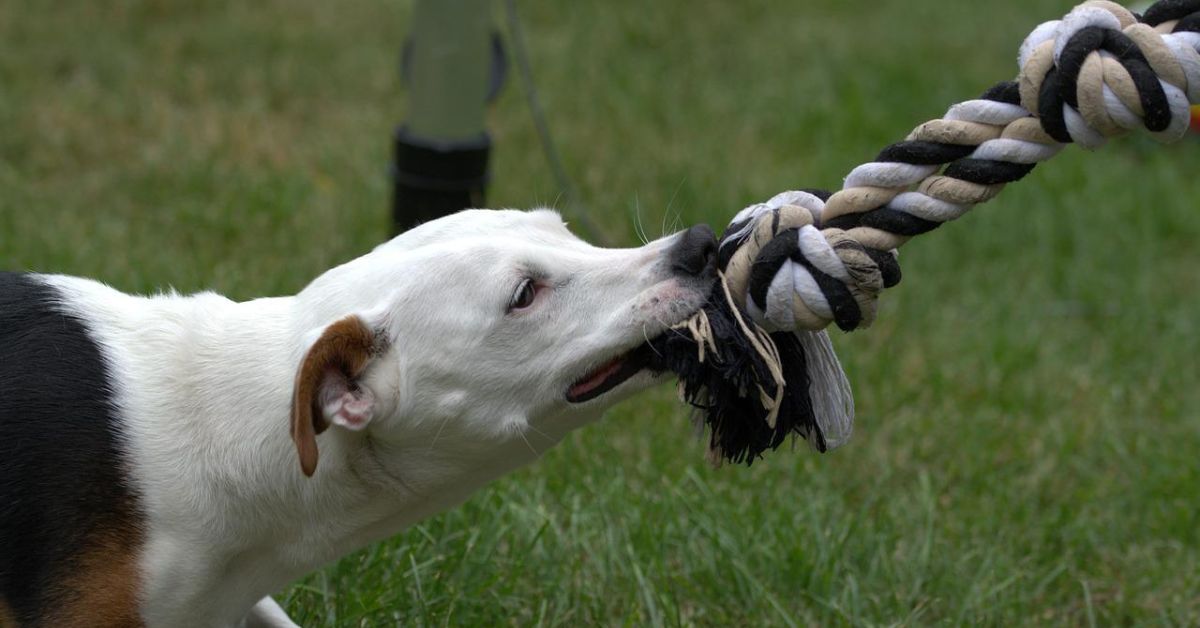 Sydney Children’s Hospital Supports Better Education on Dog Ownership ...